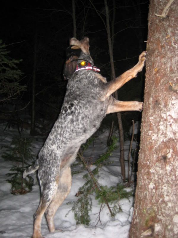 UKC Forums - If you have pics and videos of coondogs post here!